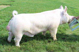 Kilmer Swine Farm | Sires